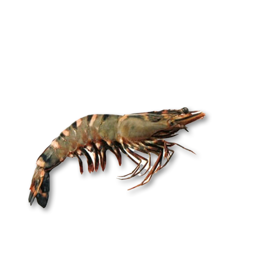 Jumbo Tiger Prawn Whole – LittleFINO